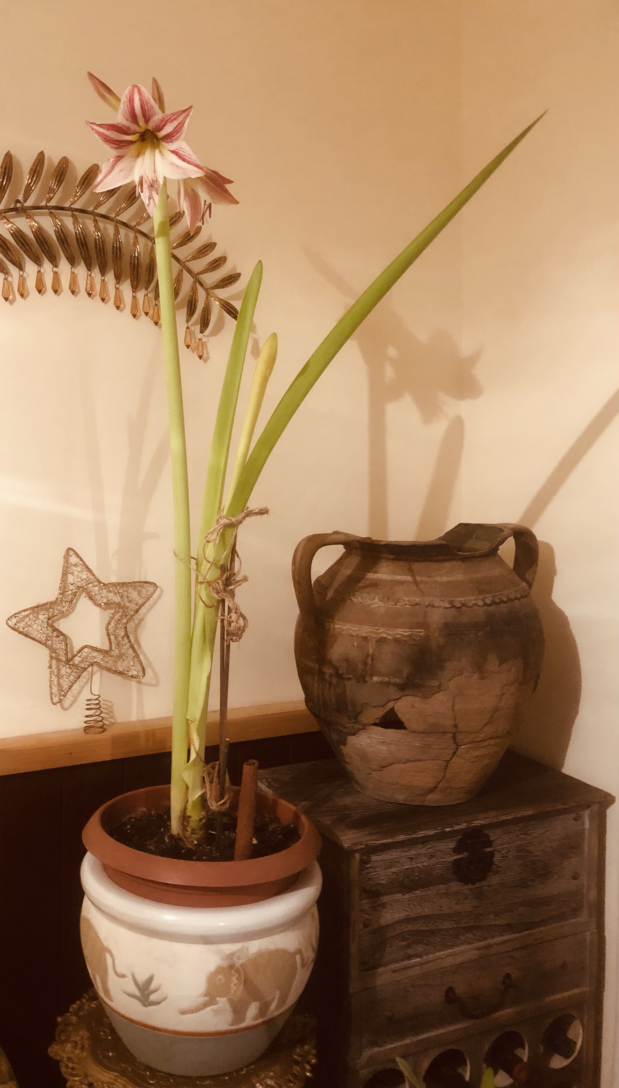 De Ioni | Lazăr Elena